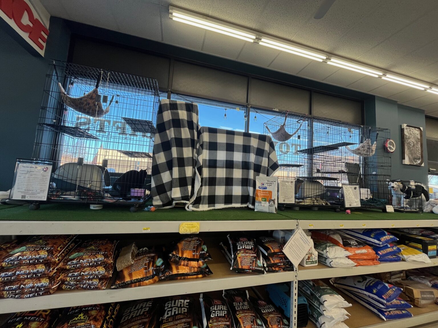 Cats Get a New Lease on Life at Luverne Ace Hardware | Hardware Retailing