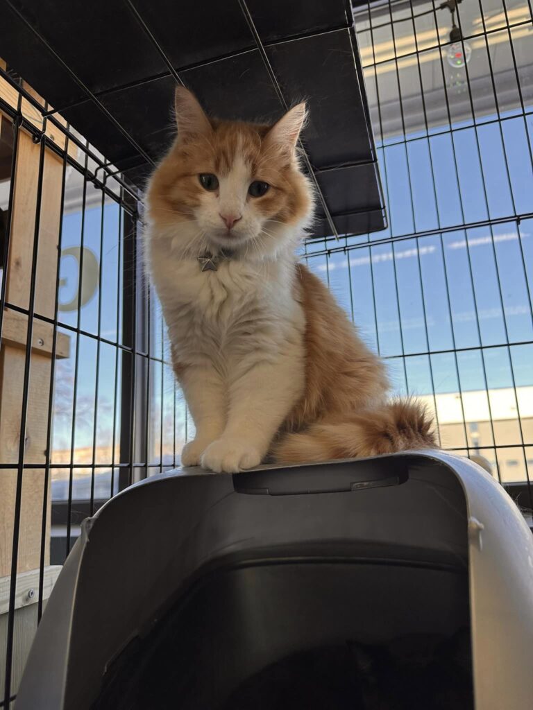 Cats Get a New Lease on Life at Luverne Ace Hardware | Hardware Retailing