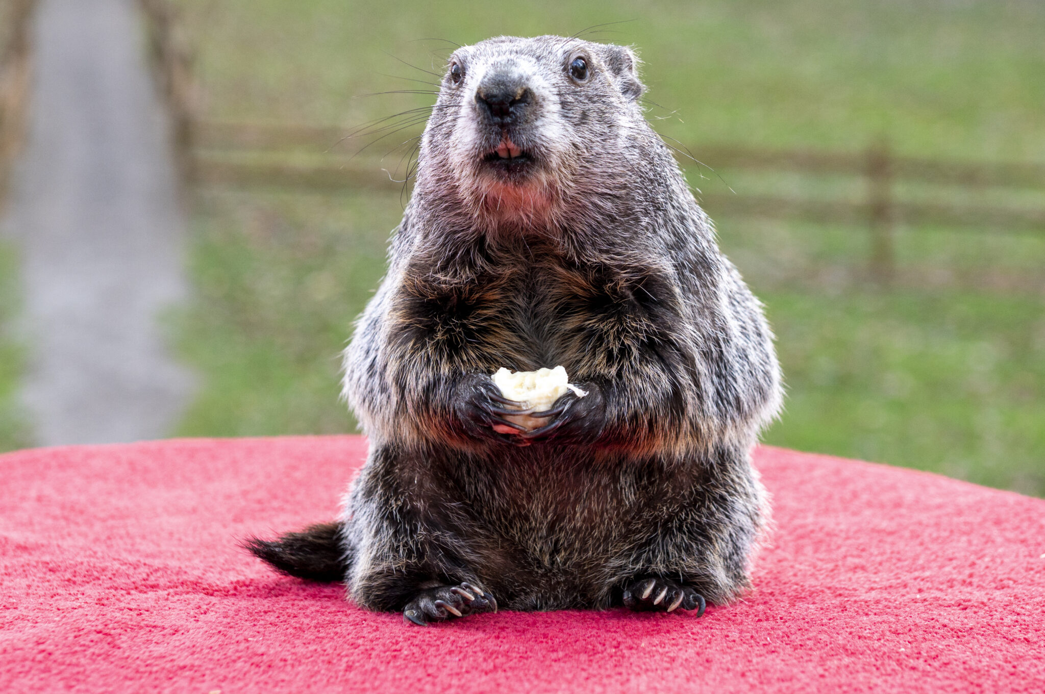 Groundhog__1 | Hardware Retailing